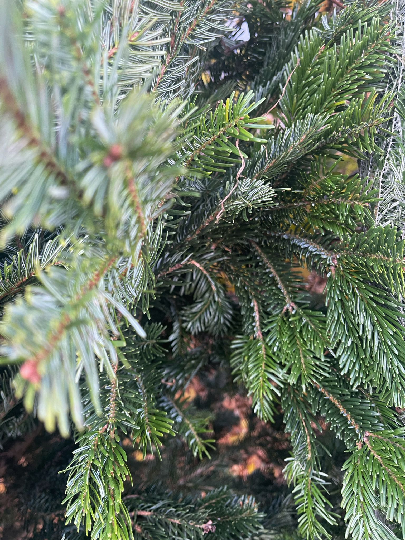 Our Christmas Tree Stop - Hatfield Park