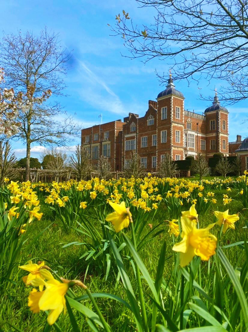 Delighted With Dogs & Daffs - Hatfield Park
